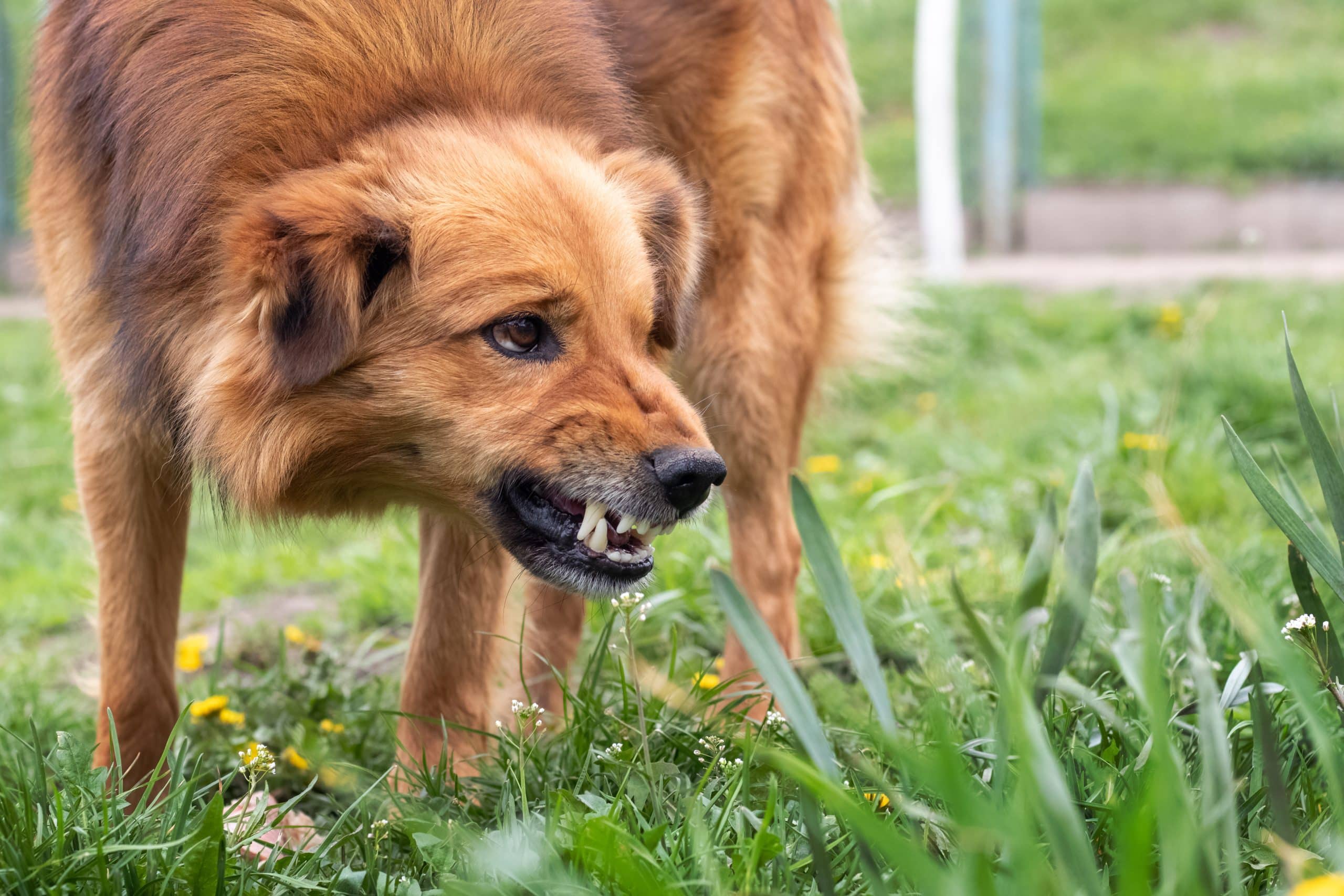 Perro Guía Para Prevenir Mordeduras En Niños